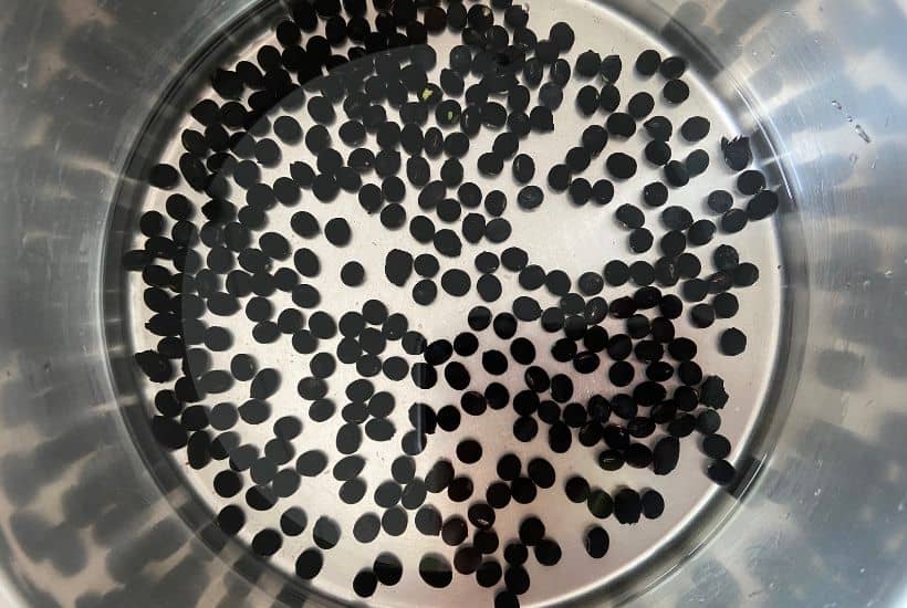 How to Make Kuromamecha (Black Soybean Tea) from Scratch