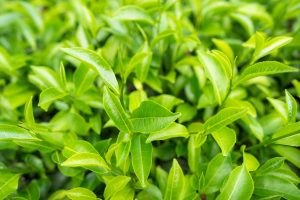 Can you eat tea leaves? What you need to know about eating tea